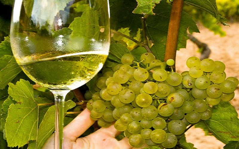 ORGANIC, BIODYNAMIC AND NATURAL WINES – WHAT MAKES THEM DIFFERENT ...