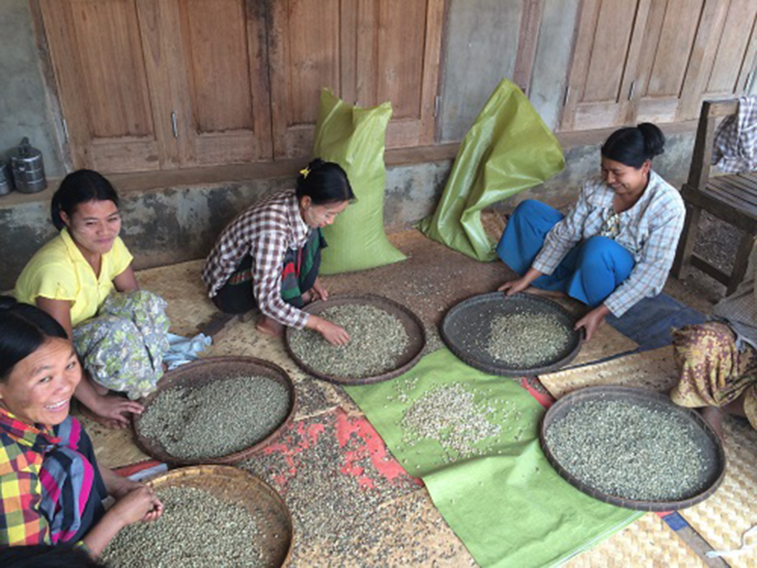 Myanmar Coffee Finds Its Origins - MYANMORE