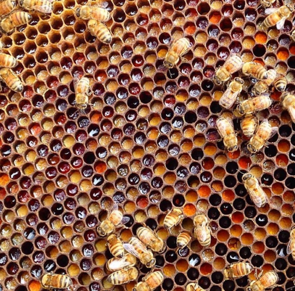 Plan Bee Opens Visitor Center, Welcomes Tourists To See Their Progress ...