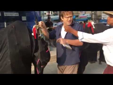 Kahtein in Yangon - MYANMORE