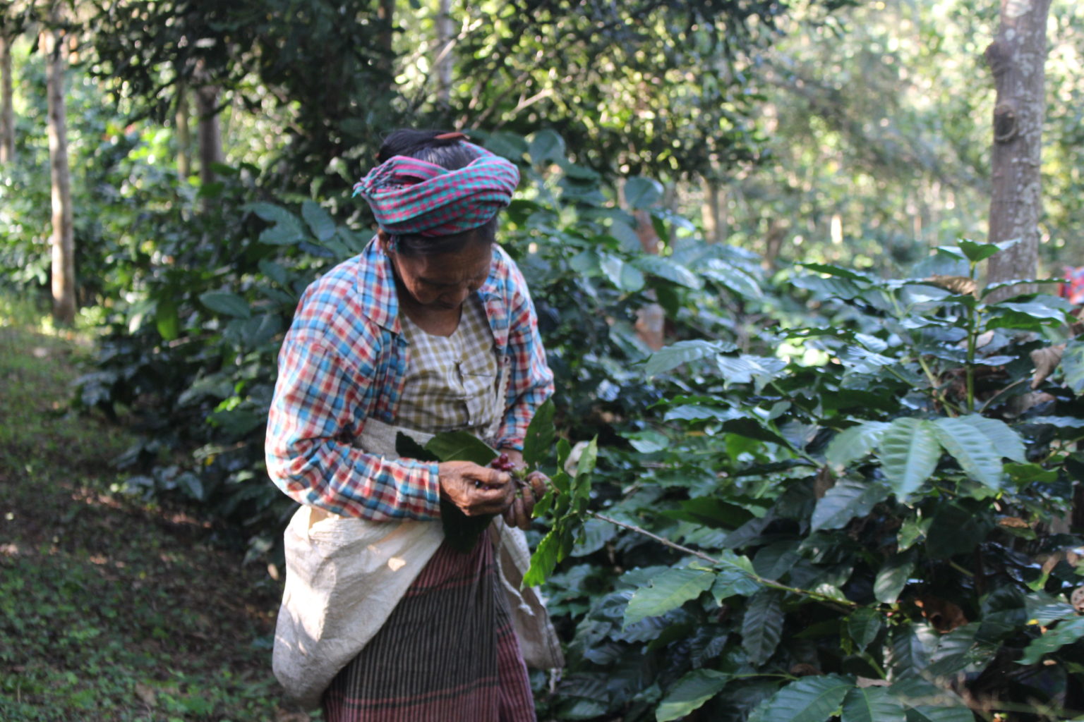 Café Maymyo: from Seed to Cup with Love - MYANMORE