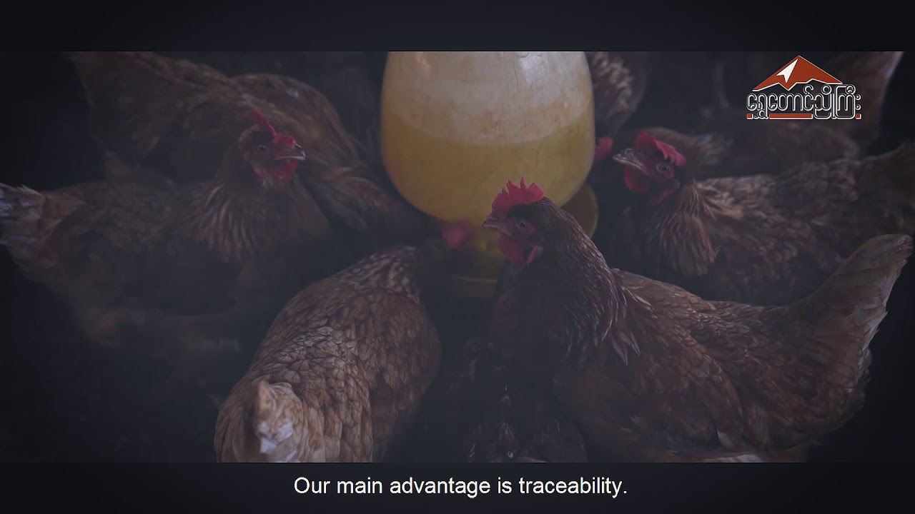 Shwe Taung Nyo Gyi Organic Poultry Farms Myanmar - MYANMORE