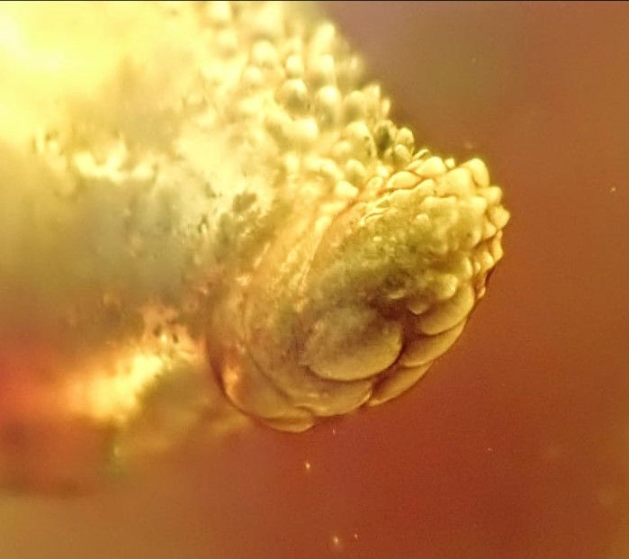 Scientists Going Mad (!) Over Myanmar Amber - MYANMORE