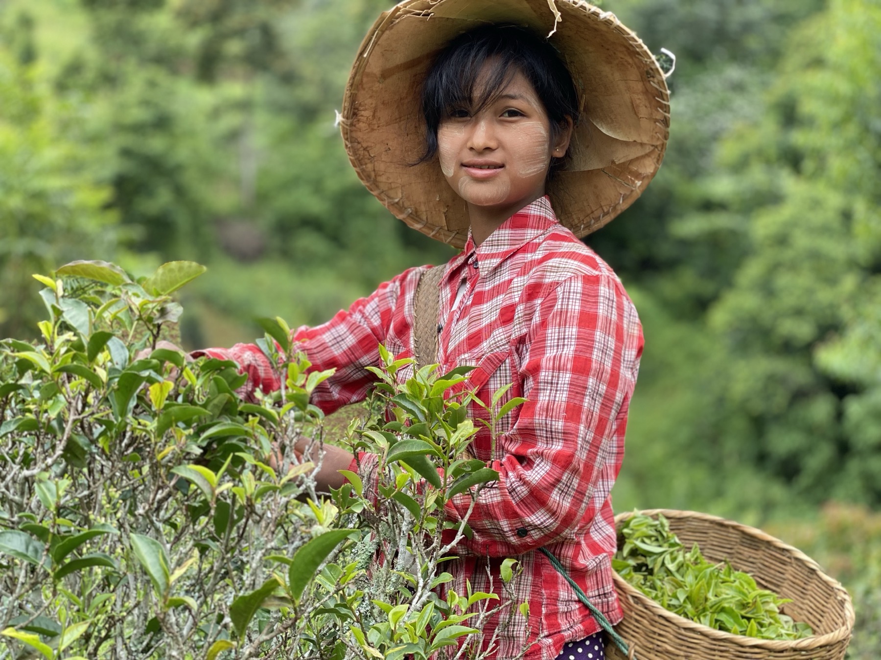 The History of Tea in Myanmar: A Unique Place on the Global Stage ...